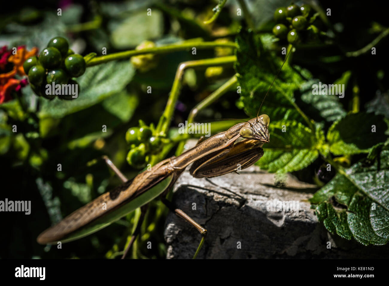 Praying Mantis in garden setting Stock Photo - Alamy