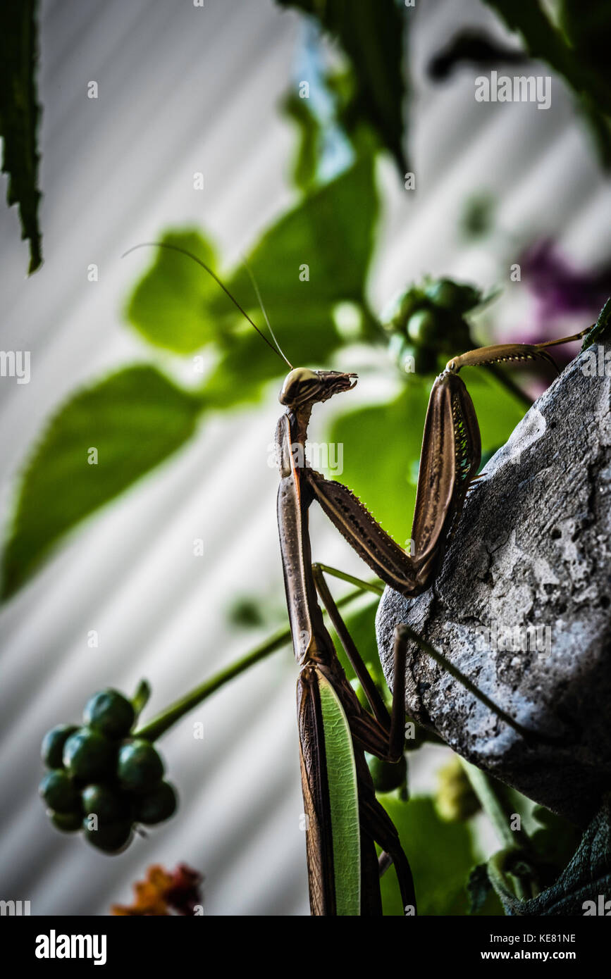 Praying Mantis in garden setting Stock Photo - Alamy