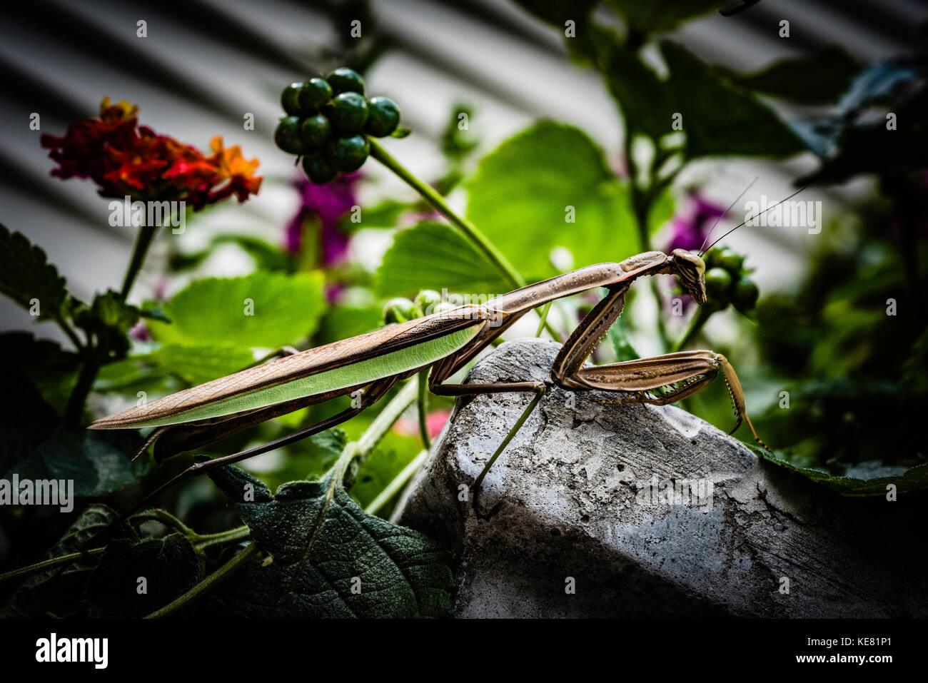 Praying Mantis in garden setting Stock Photo - Alamy