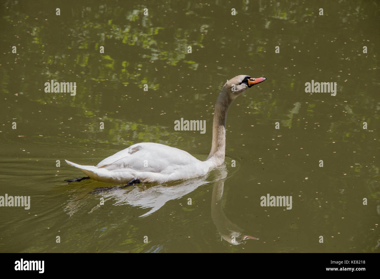 Single swans lives in the natural environment Stock Photo - Alamy