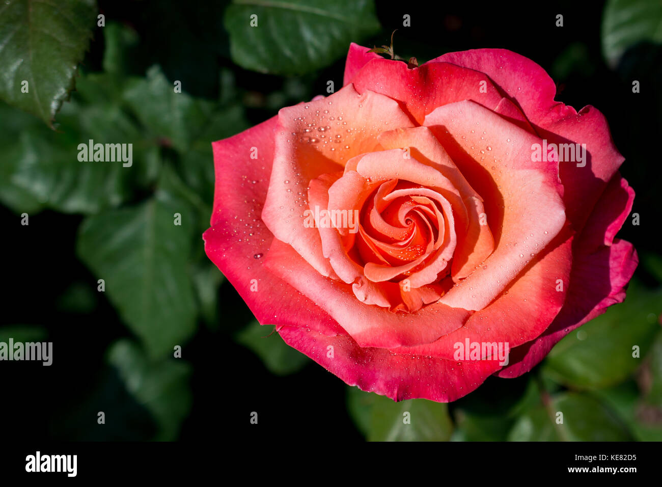 Beautiful colorful Rose Flower on garden background Stock Photo - Alamy