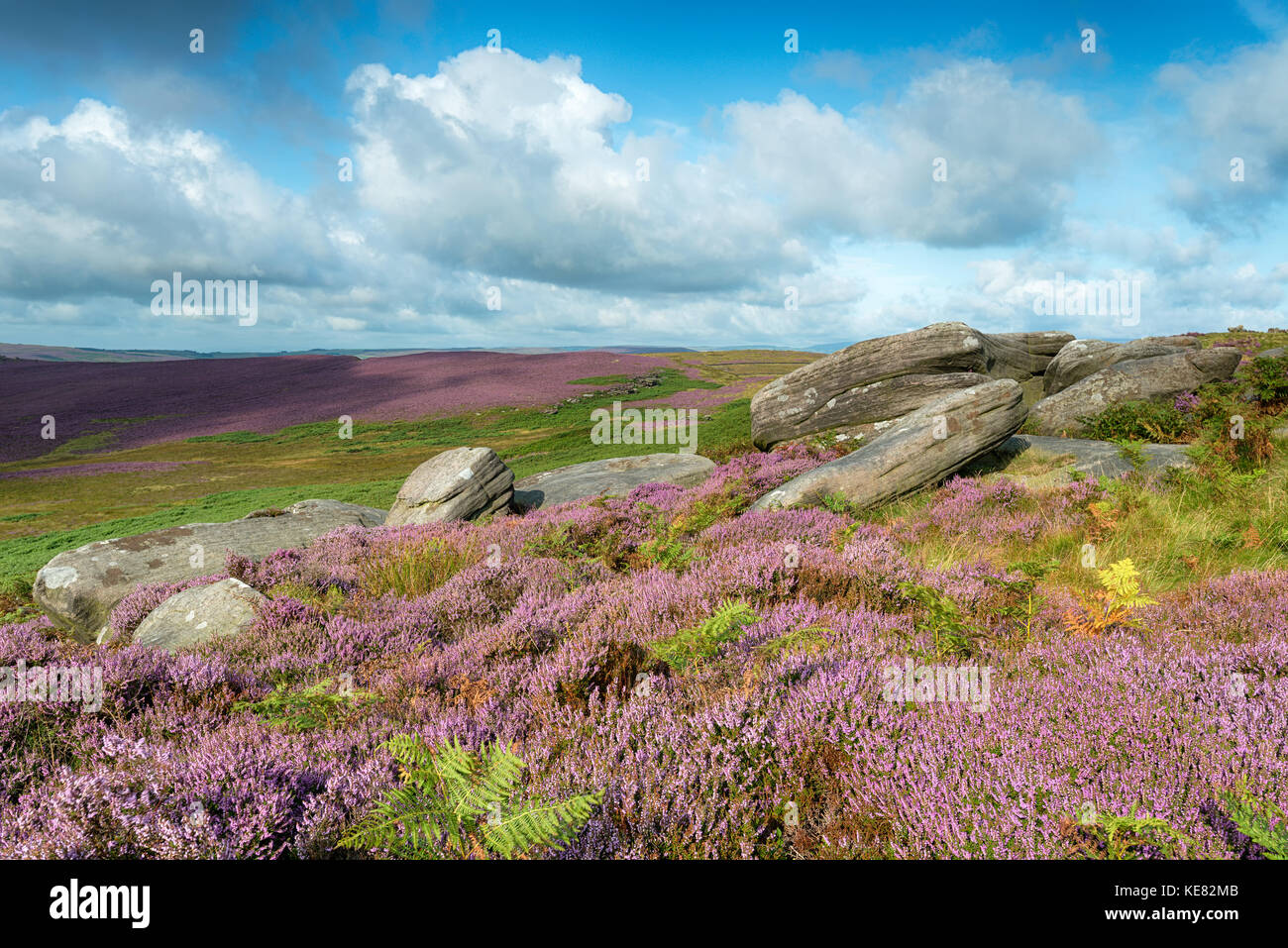Heather in bloom on Carl Wark, an ancient hill fort in the Derbyshire ...
