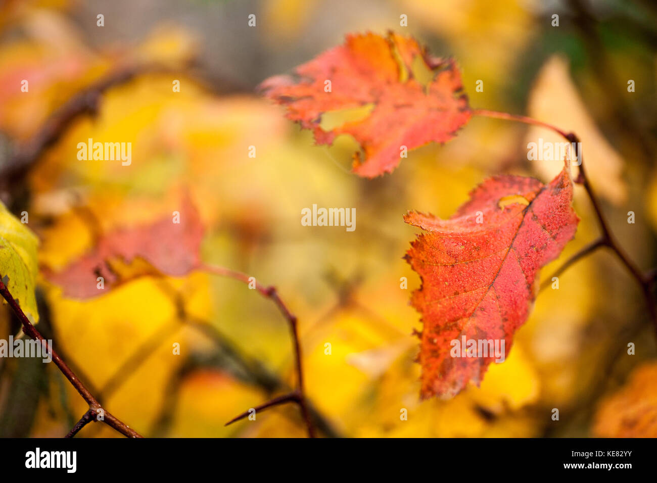 Autumn beech leaves decorate a beautiful nature bokeh background Stock Photo - Alamy