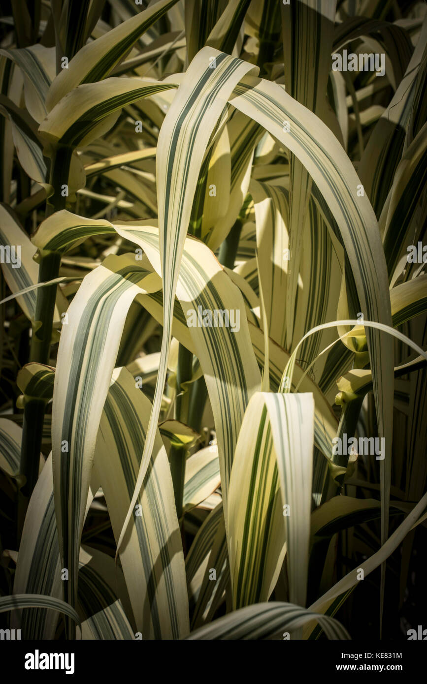 Striped foliage patterns hi-res stock photography and images - Alamy