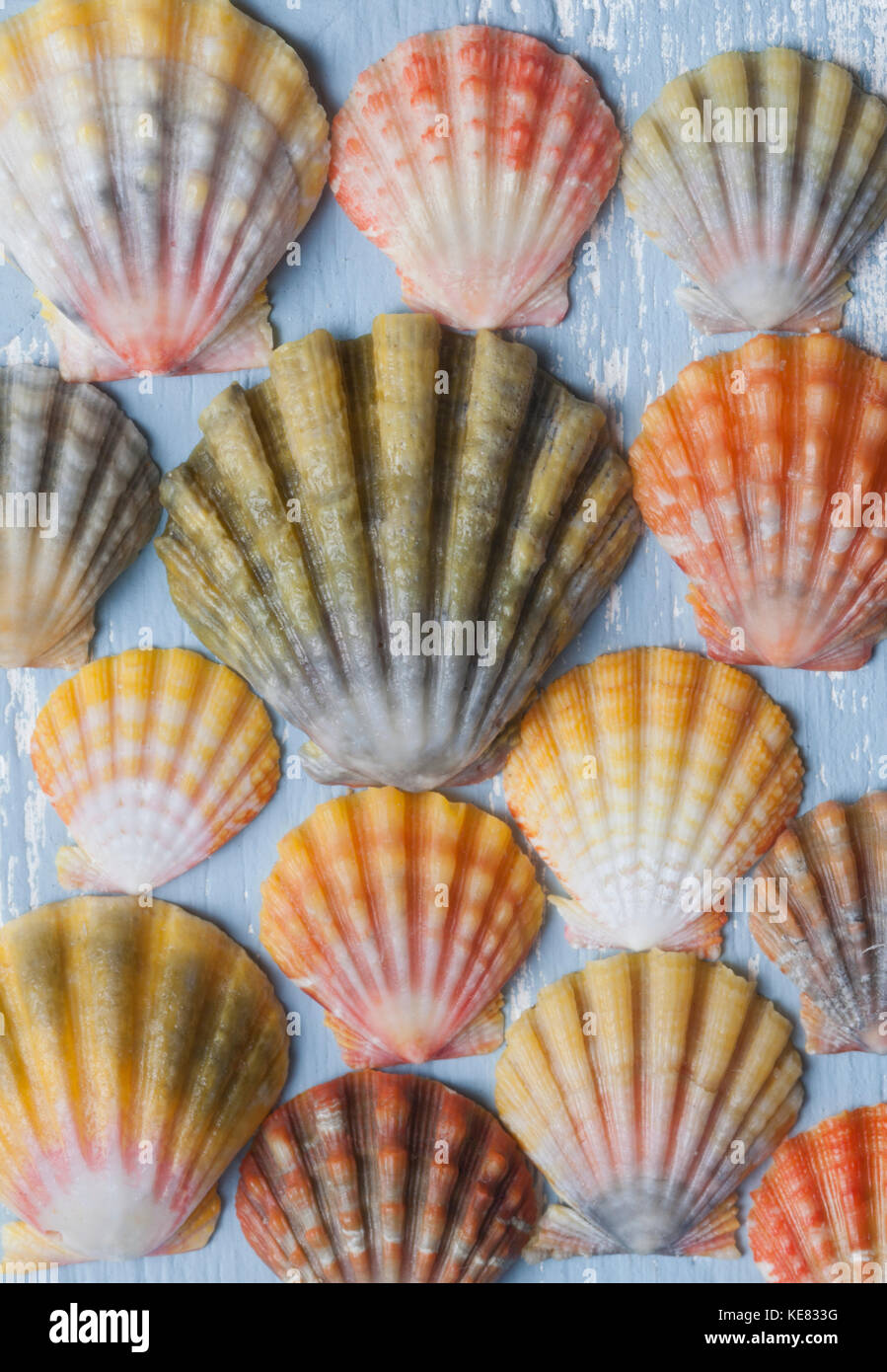 Beautiful rare indigenous Hawaiian sunrise scallop shells (Langford ...