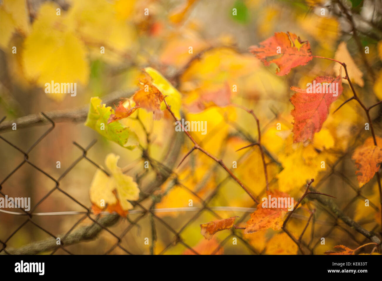 Autumn beech leaves decorate a beautiful nature bokeh background Stock Photo - Alamy