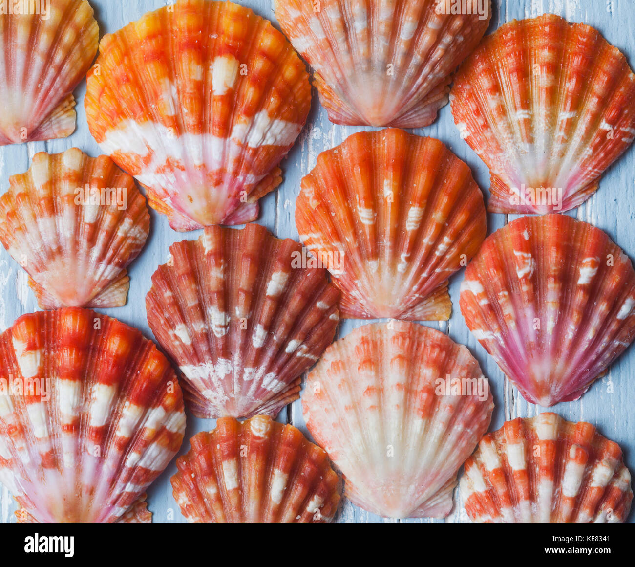 Hawaiian sunrise scallop seashell hi-res stock photography and images ...