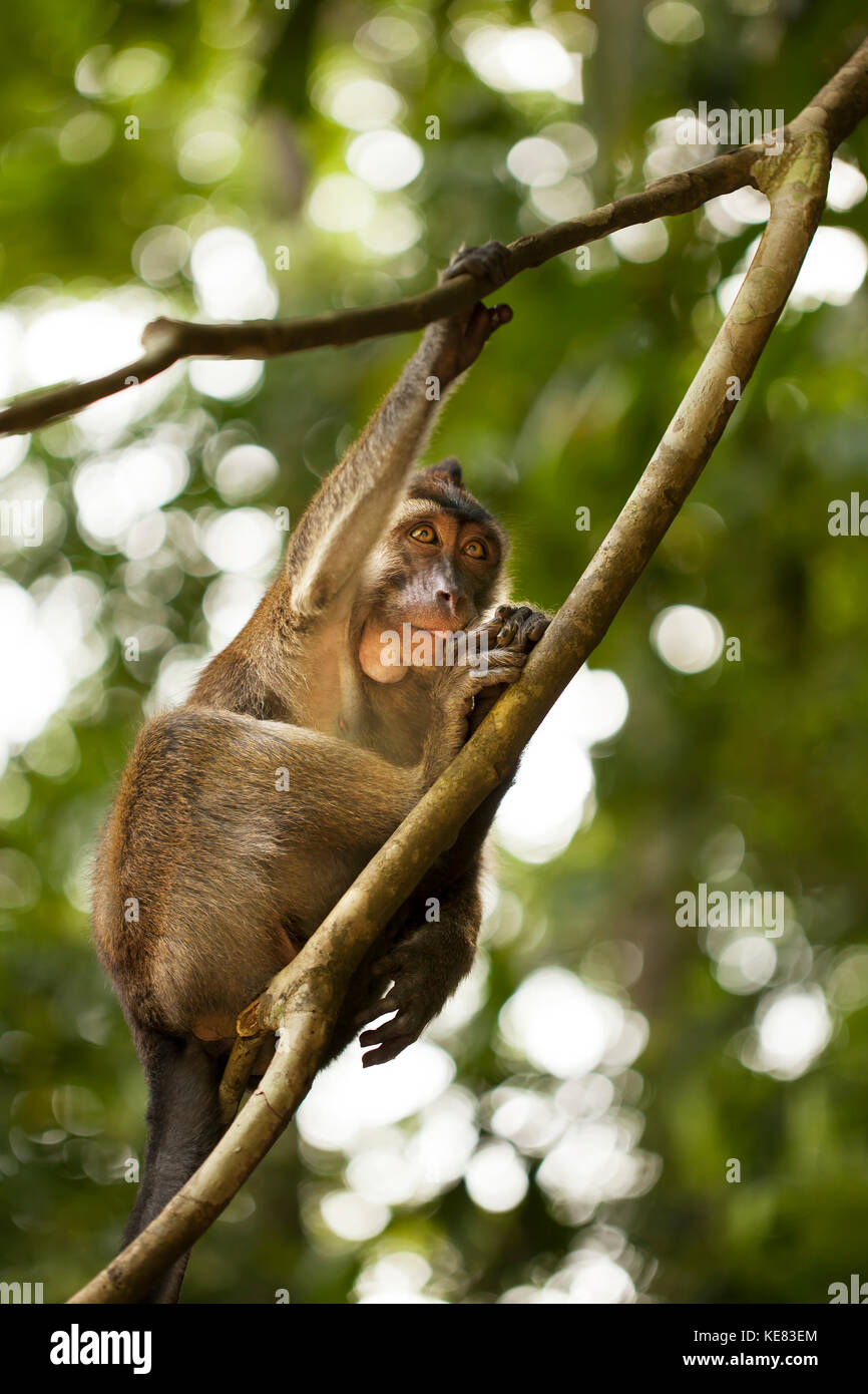 Rajah sikatuna national park hi-res stock photography and images - Alamy