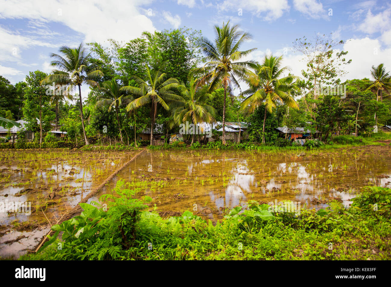 Rice Fields; Bilar, Bohol, Central Visayas, Philippines Stock Photo - Alamy