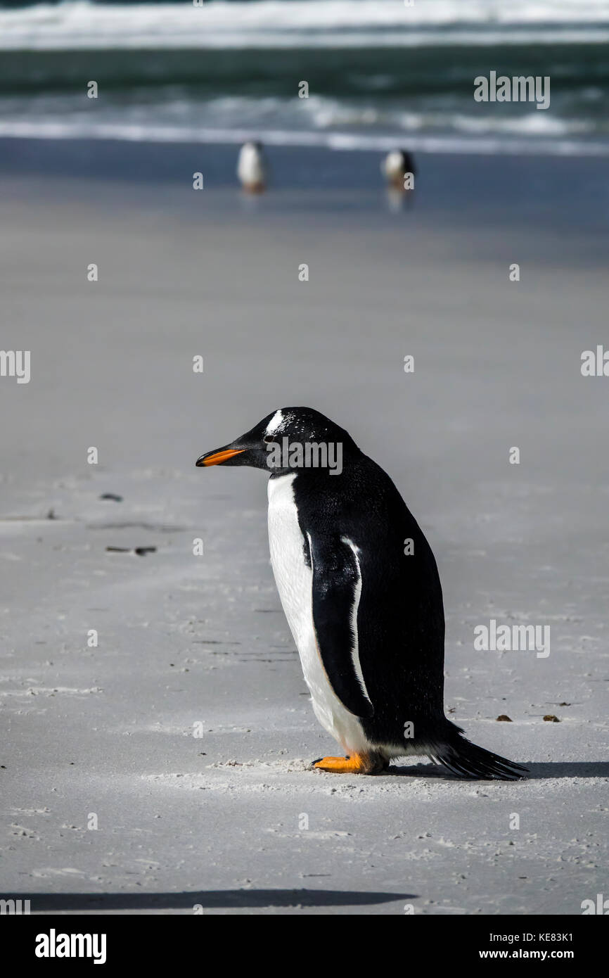 Adult Gentoo Penguin (Pygoscelis Papua) At Bertha's Beach; Falkland ...