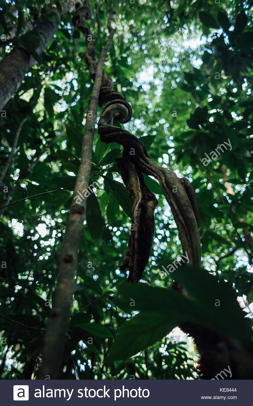 Twisted Vine Stock Photos & Twisted Vine Stock Images - Alamy