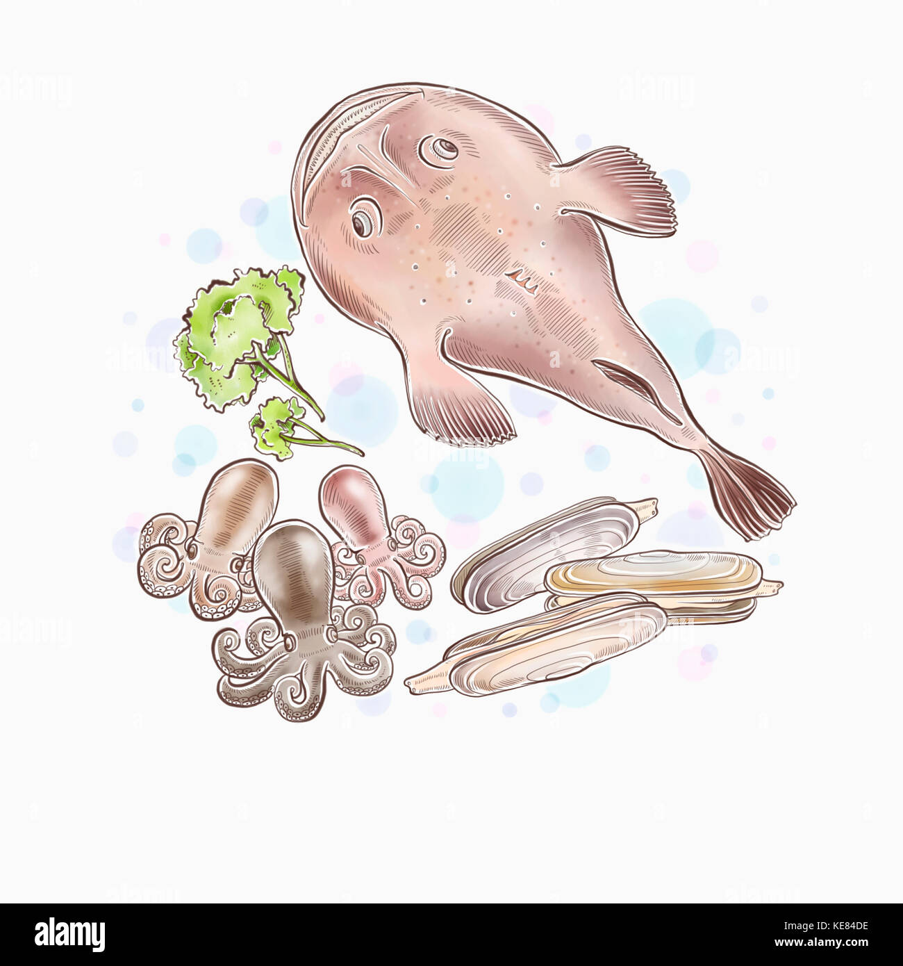 Short Arm Octopus High Resolution Stock Photography and Images - Alamy