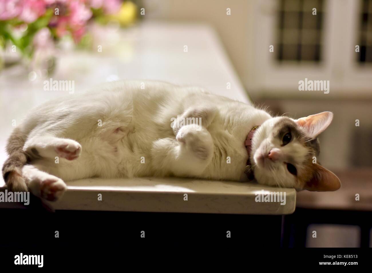 Calico cat on kitchen island Stock Photo - Alamy
