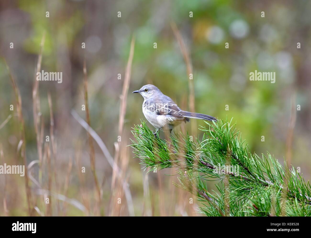 Northern mockingbird (Mimus polyglottos Stock Photo - Alamy