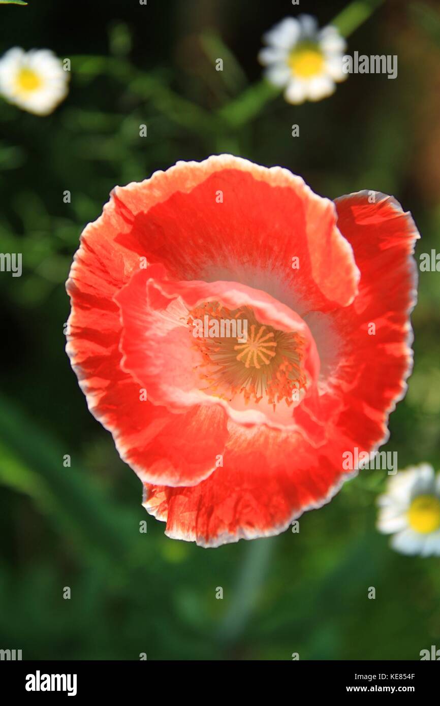 Close up top view of red opium poppy flower Stock Photo - Alamy