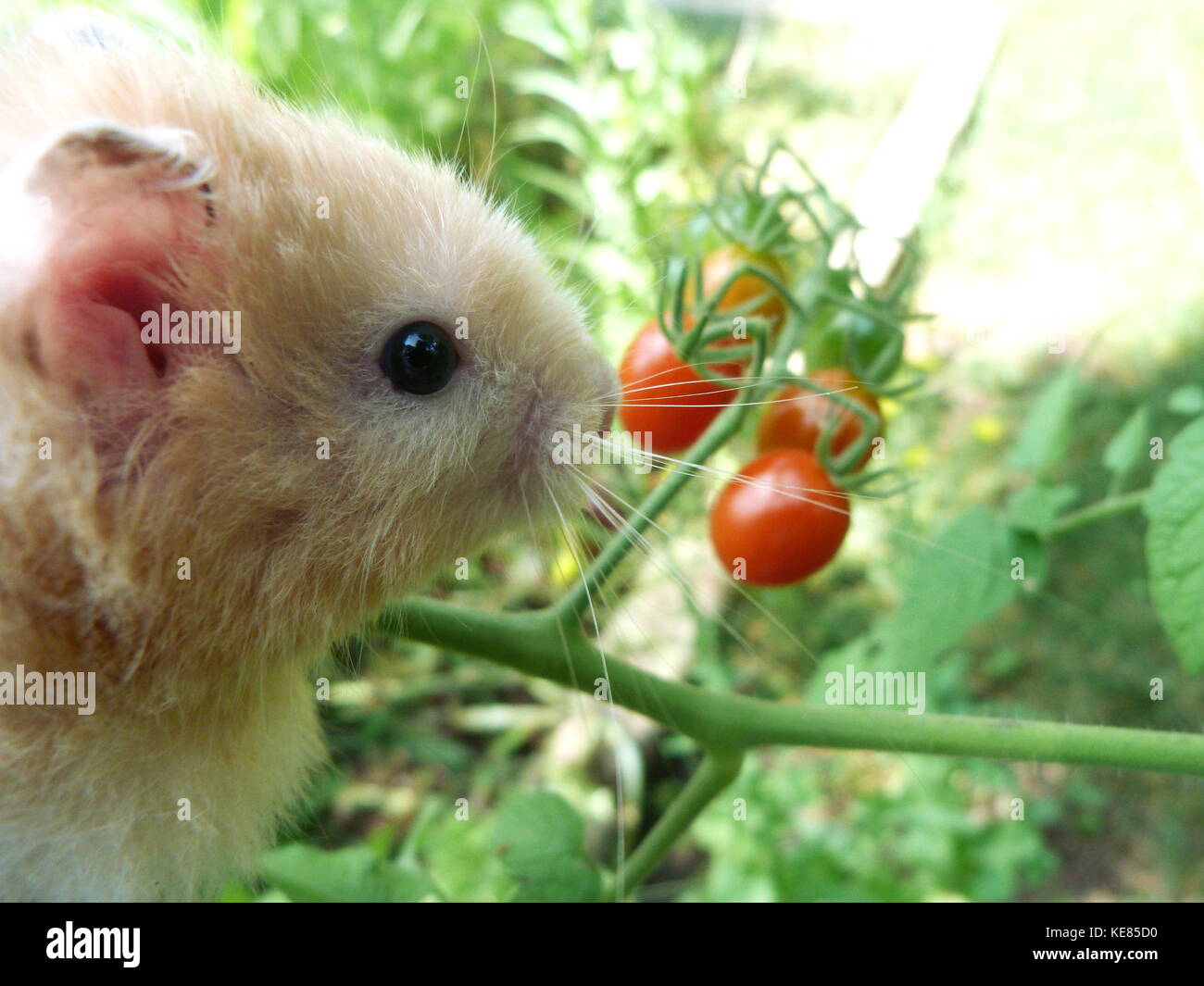 Funny looking tomatoes hi-res stock photography and images - Alamy