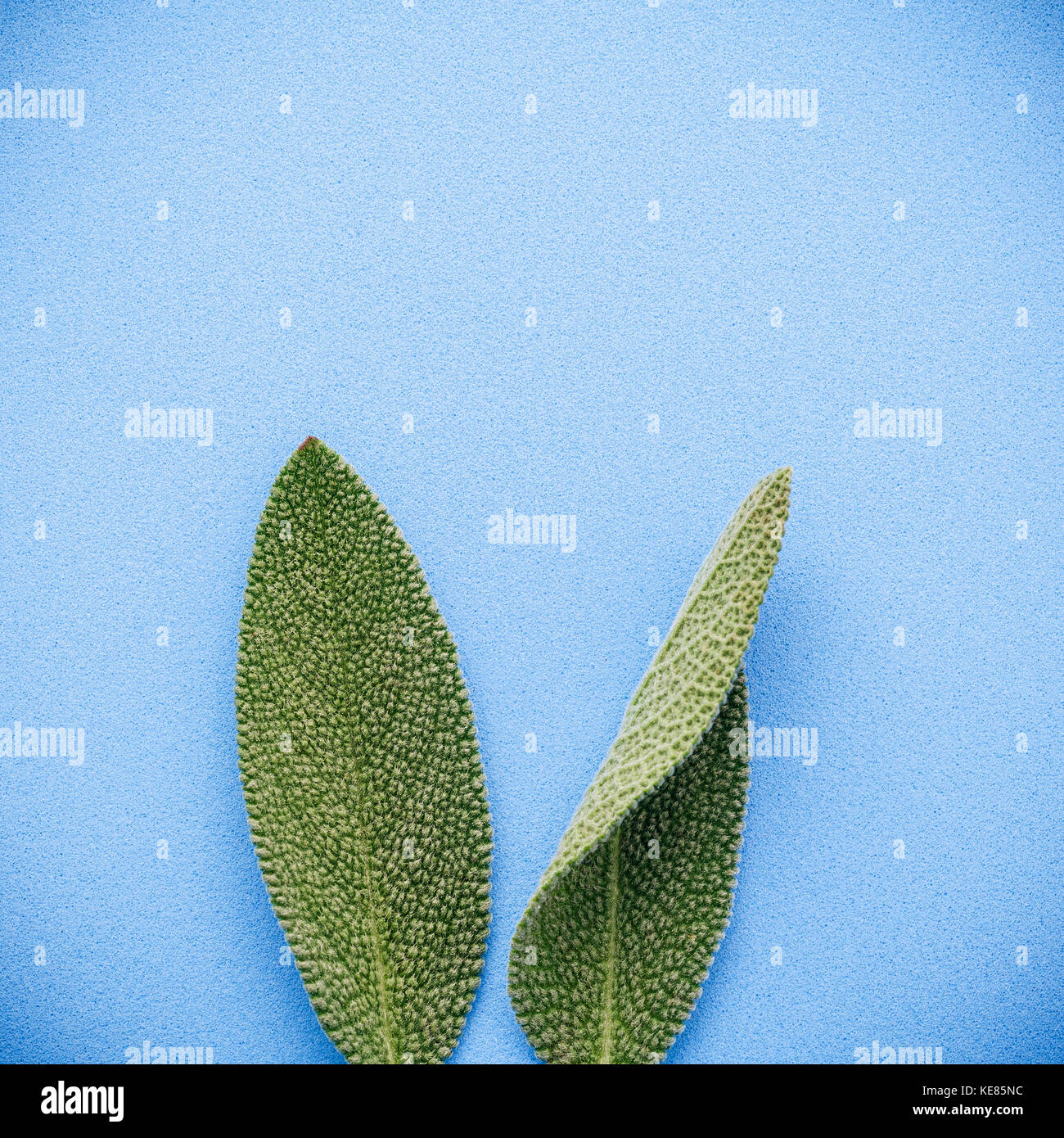 Easter bunny ears made from sage leaves . DIY and Minimal easter ...