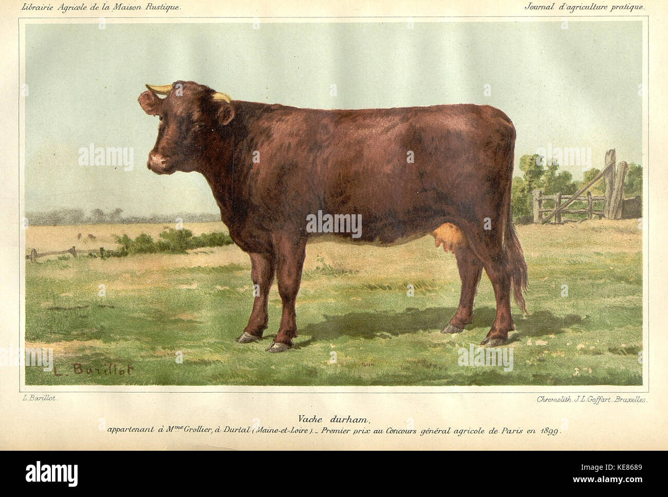 Durham shorthorn cattle hi-res stock photography and images - Alamy