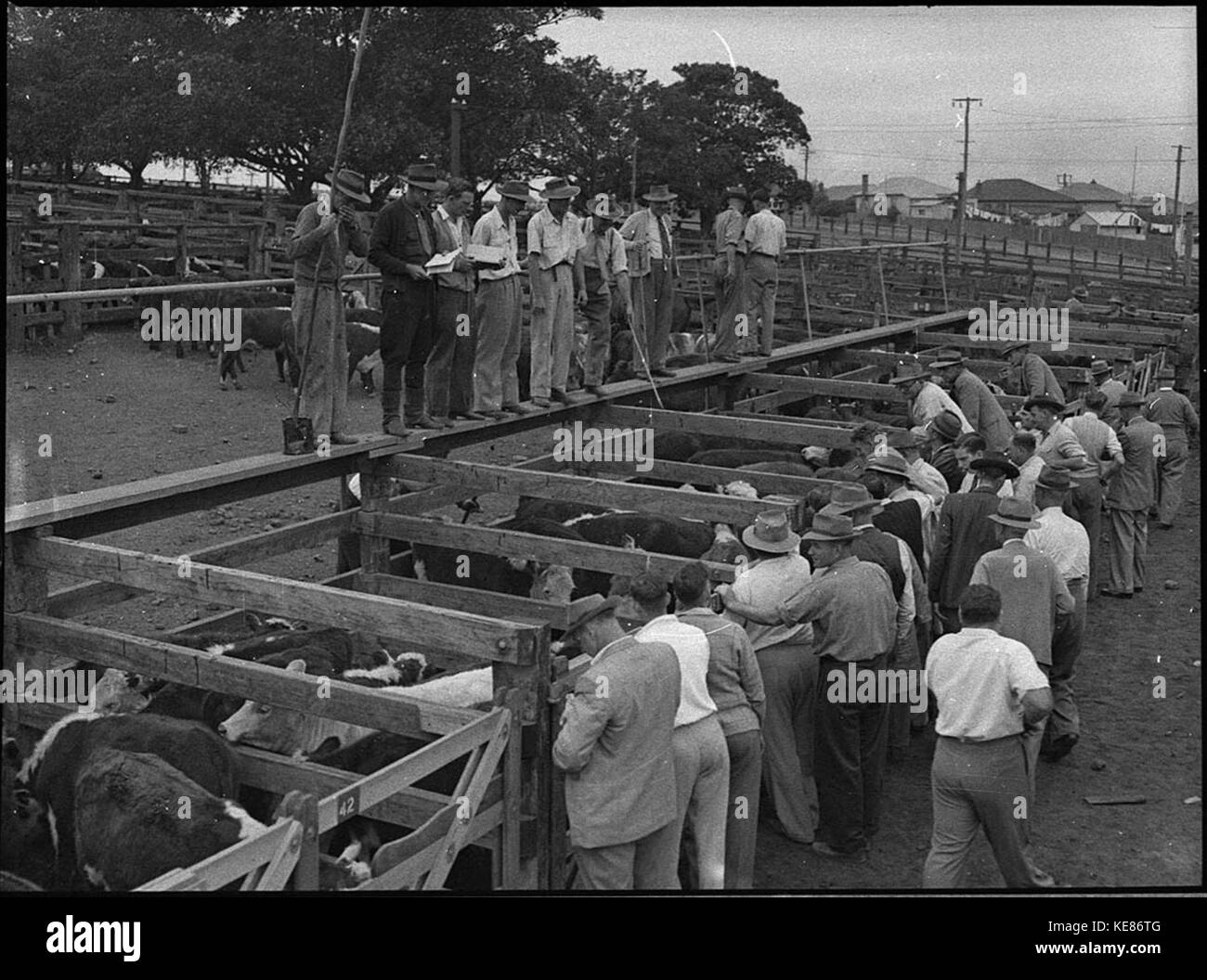 See waratah Black and White Stock Photos & Images - Alamy