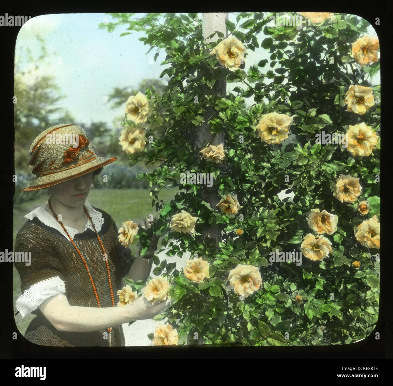 Woman with yellow roses (climbing Emily Gray). OFEO SG PA083009 Stock ...