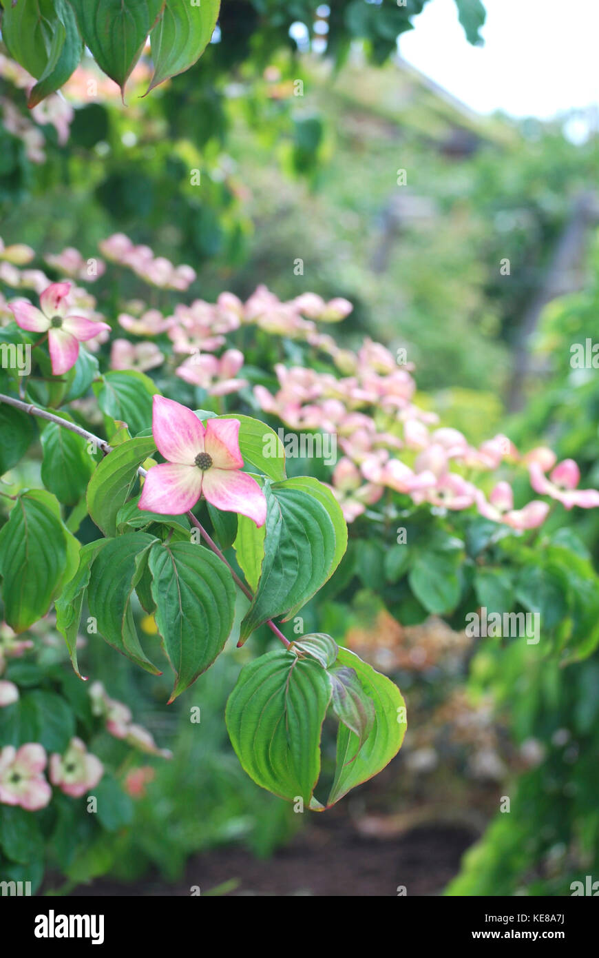Flowering Dogwood - Korean Dogwood Kornus Kousa - Koreanisis "Ruby ...