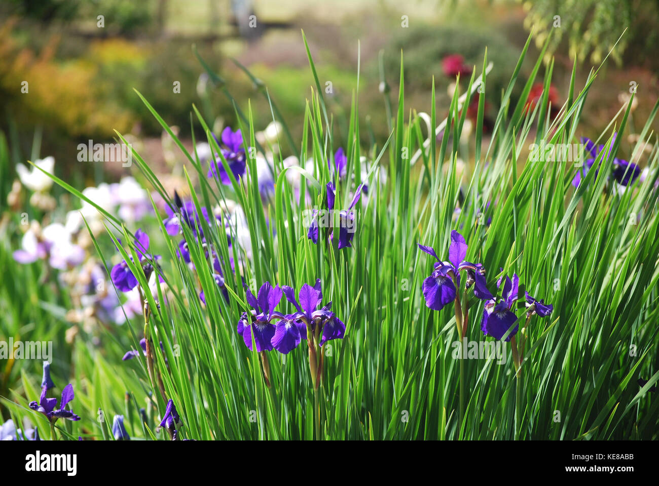 Iris in The spring Garden Stock Photo - Alamy
