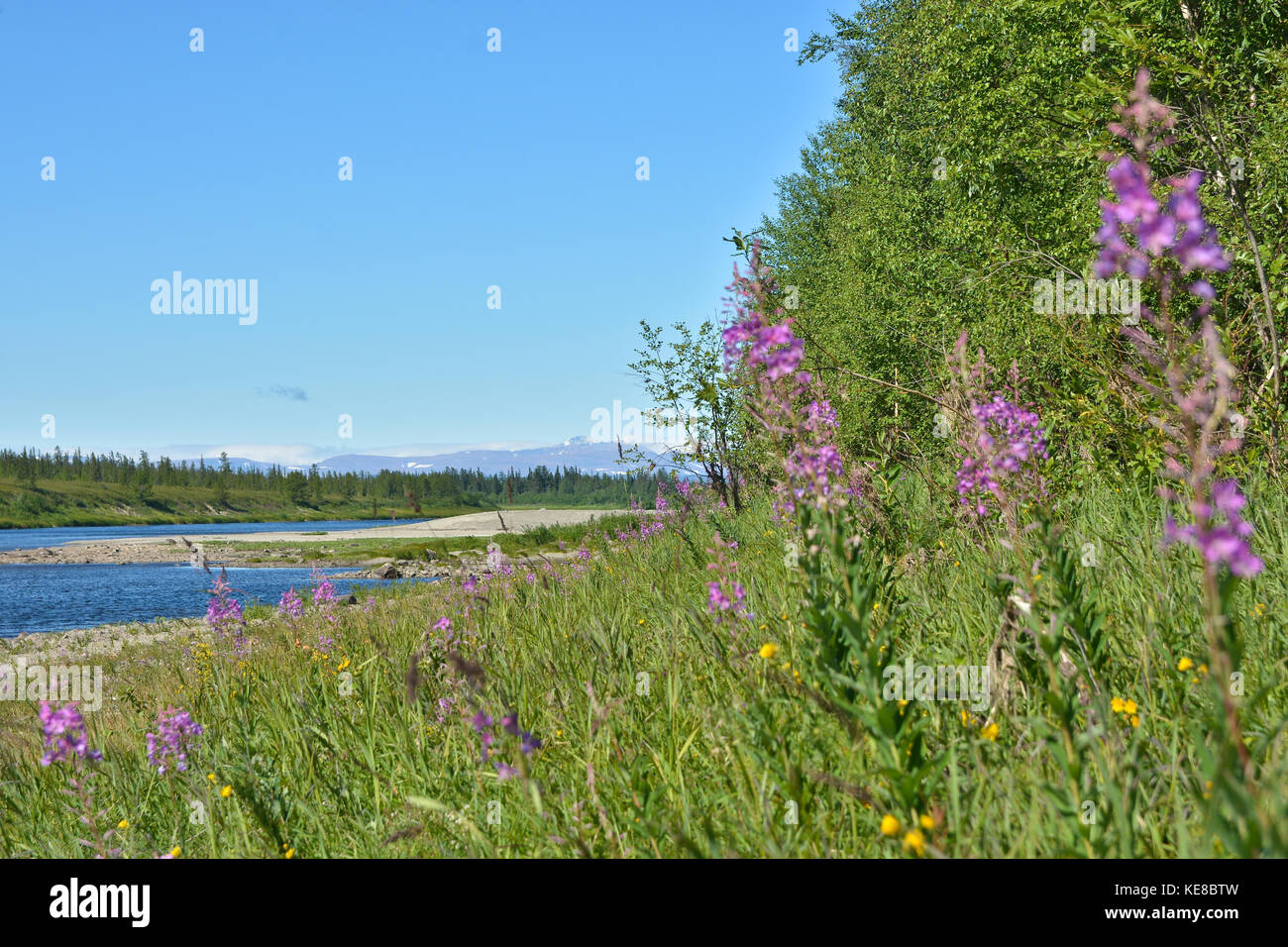 Summer riverbank in the Polar Urals. Northern water landscape Stock ...