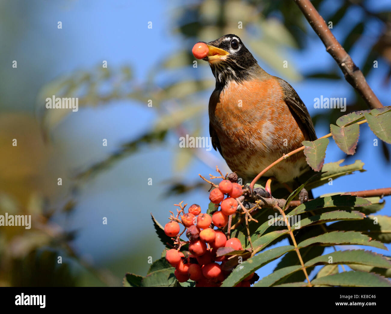 Birds eating berries hi-res stock photography and images - Alamy
