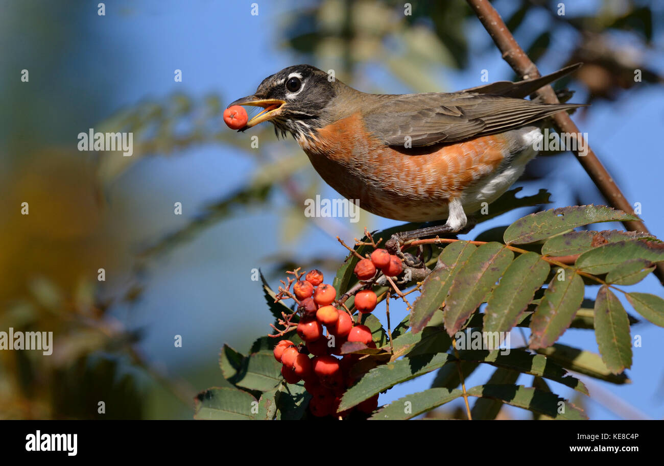 Birds eating berries hi-res stock photography and images - Alamy