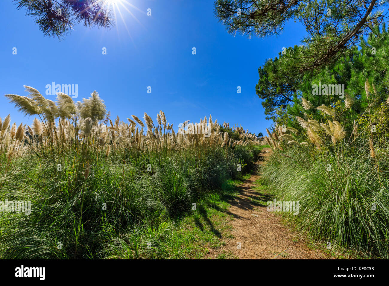 Coastal Footpaths High Resolution Stock Photography and Images - Alamy
