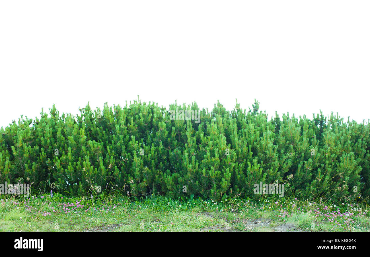 green bush of juniper, fresh decor in nature. isolated on white Stock ...