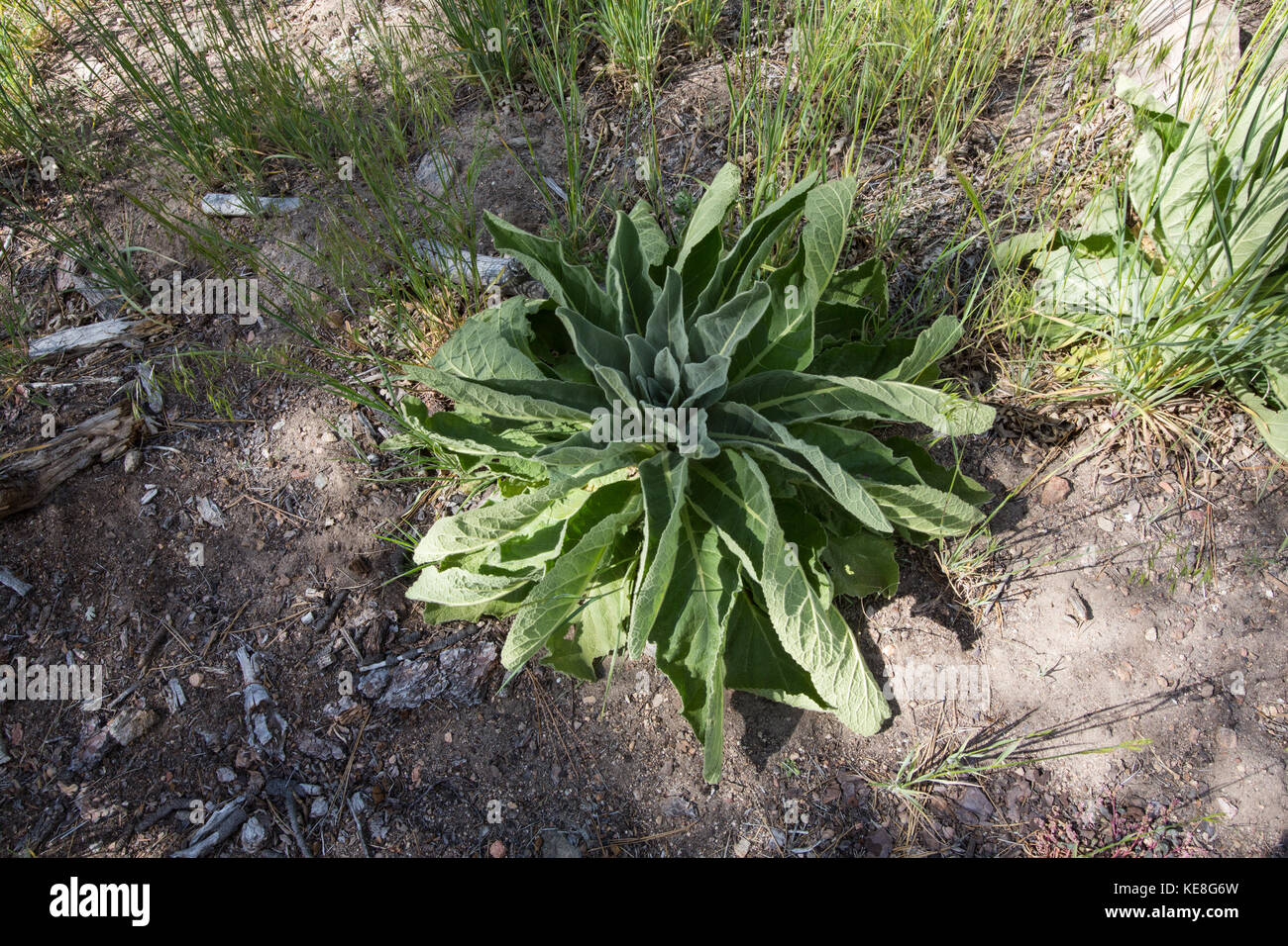 Plants growing in the wild Stock Photo - Alamy