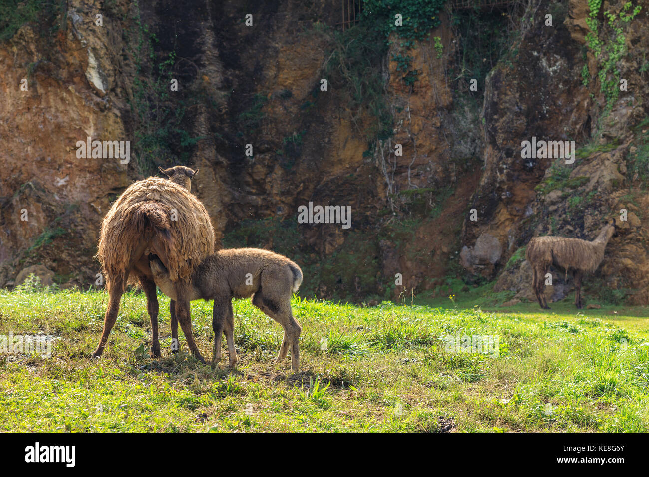 Children and alpacas hi-res stock photography and images - Alamy