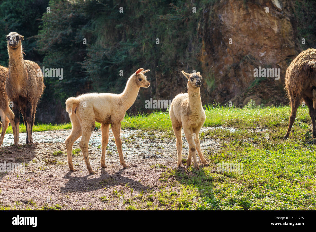 Children and alpacas hi-res stock photography and images - Alamy