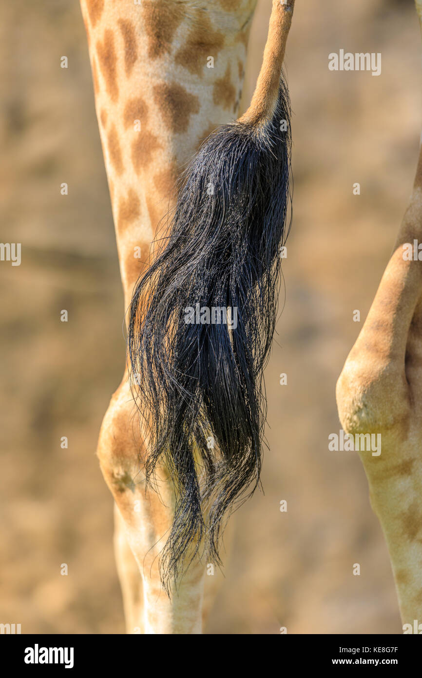 Tail flick hi-res stock photography and images - Alamy