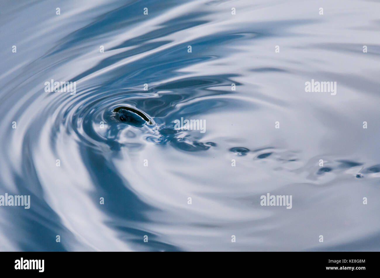 fish swimming on the water surface creating ripples Stock Photo - Alamy