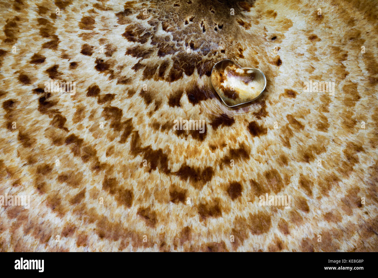 Polyporus squamosus, or Dryad's saddle, or Pheasant's back bracket ...
