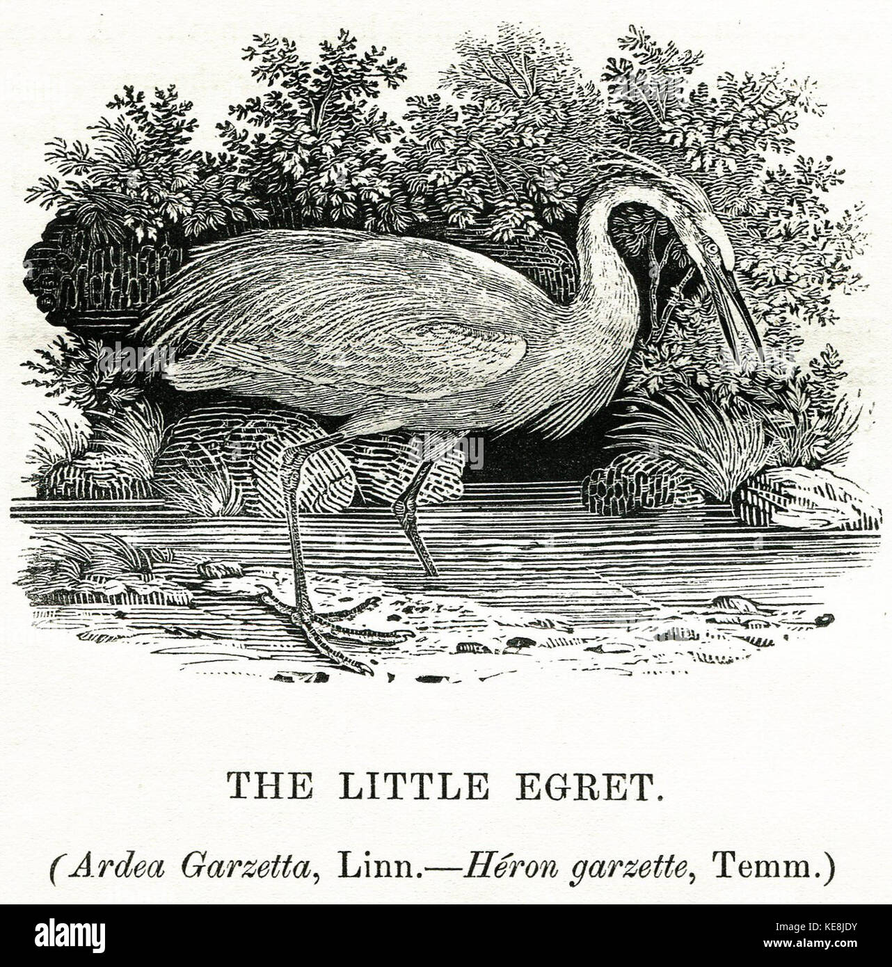 Thomas Bewick The Little Egret 1804 Stock Photo - Alamy