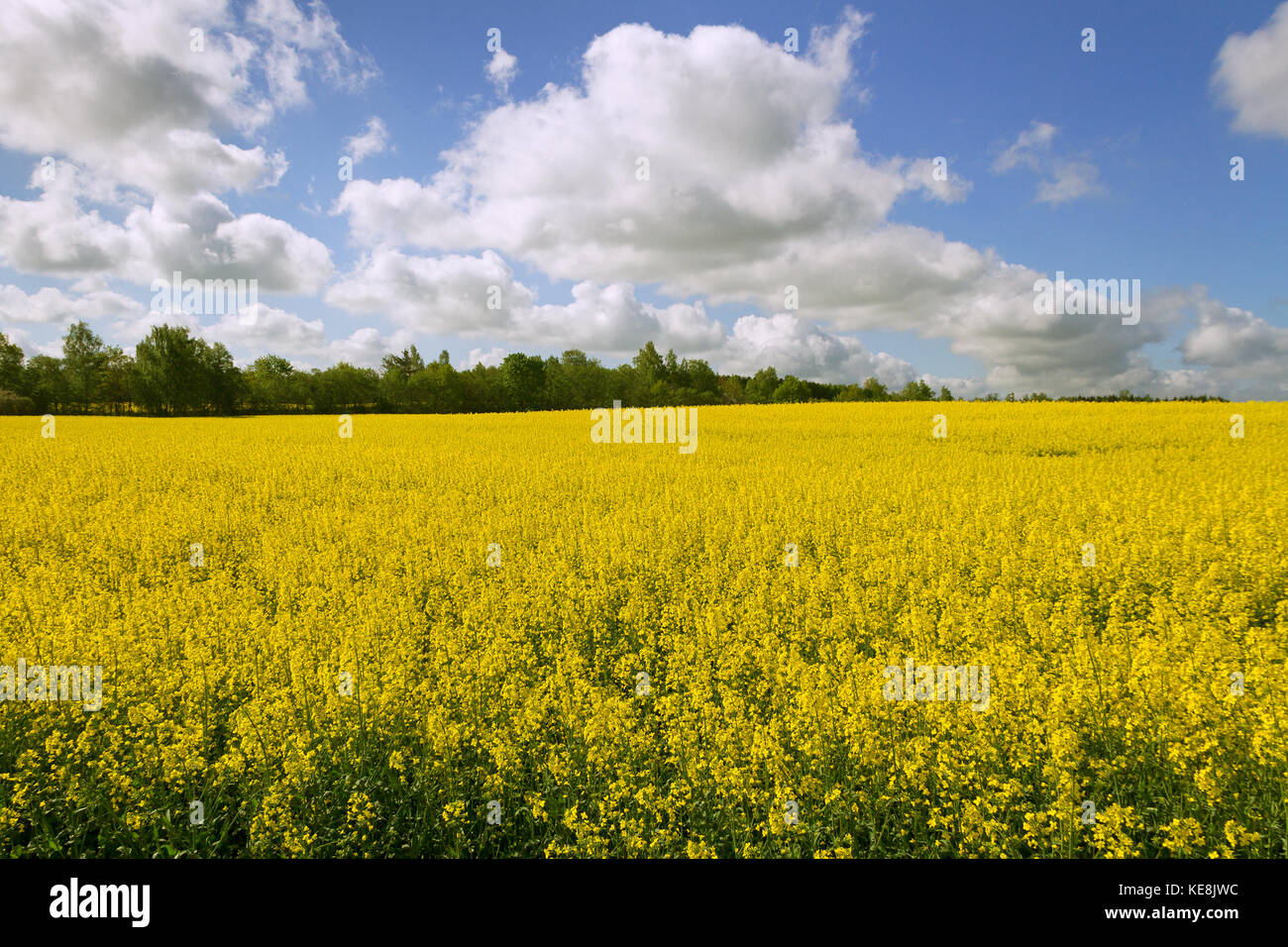 Country landscape with canola in a spring time Stock Photo - Alamy