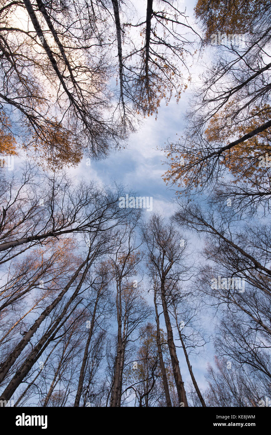 Looking up through the birch trees to the sky Stock Photo - Alamy