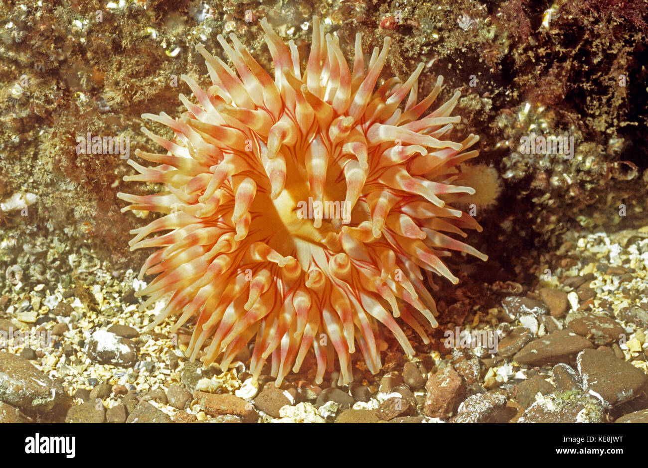 Dahlia anemone. Urticina Felina. Sea anemone. Anemone. underwater ...