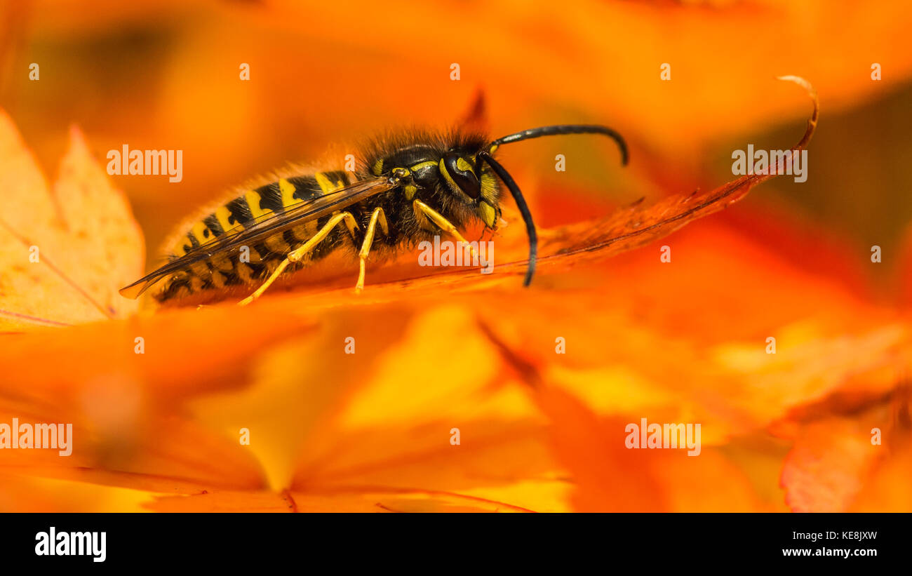 A macro shot of a common wasp sat in an acer palmatum tree Stock Photo ...