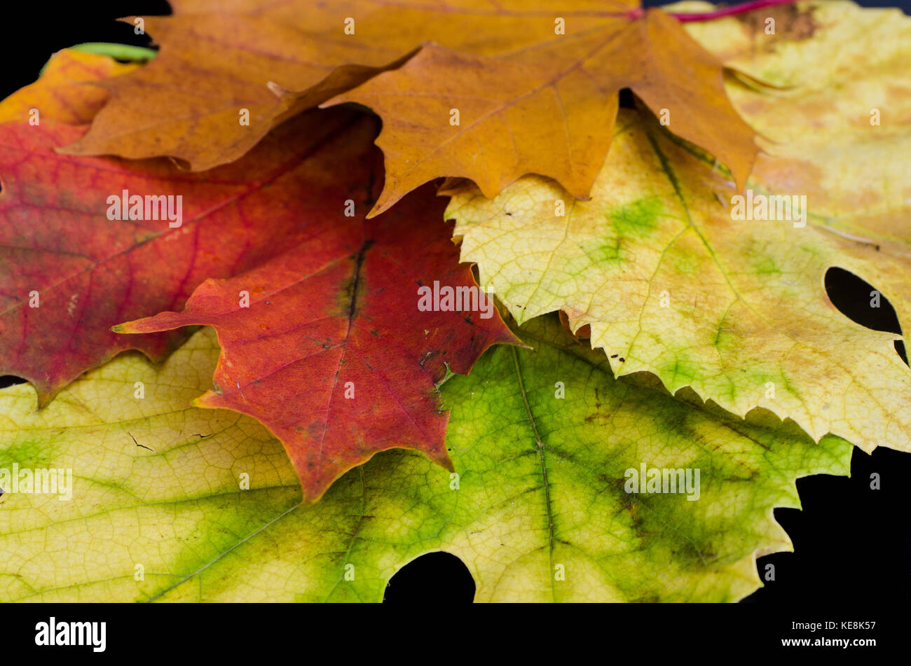 group of colorful autumn leaves Stock Photo - Alamy