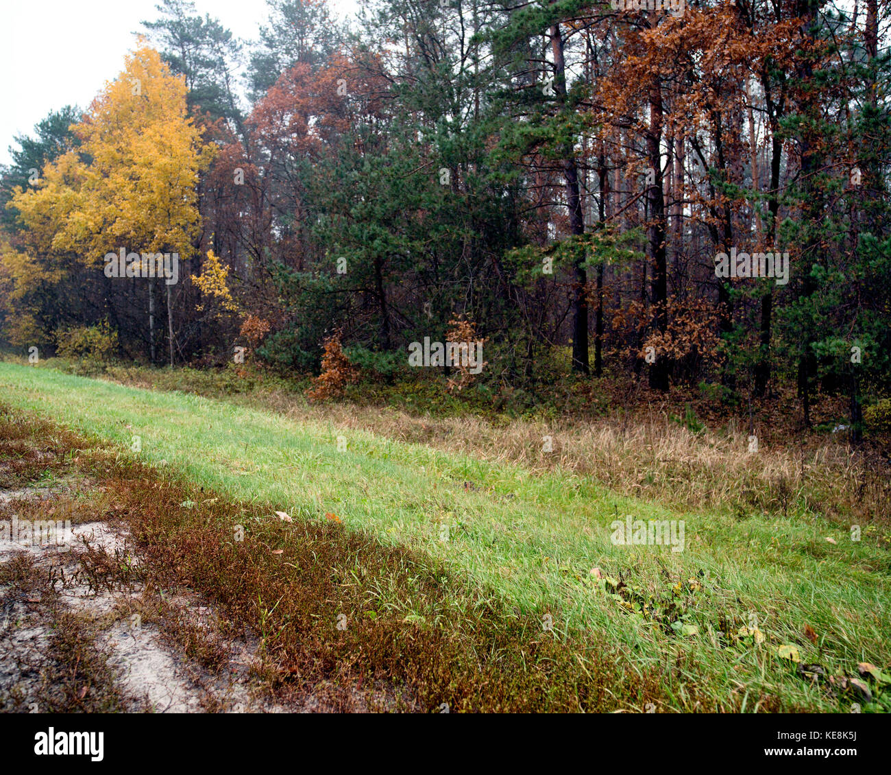 Gloomy autumn forest, yellow birch, fir, slush, dirt on clay soil Stock ...