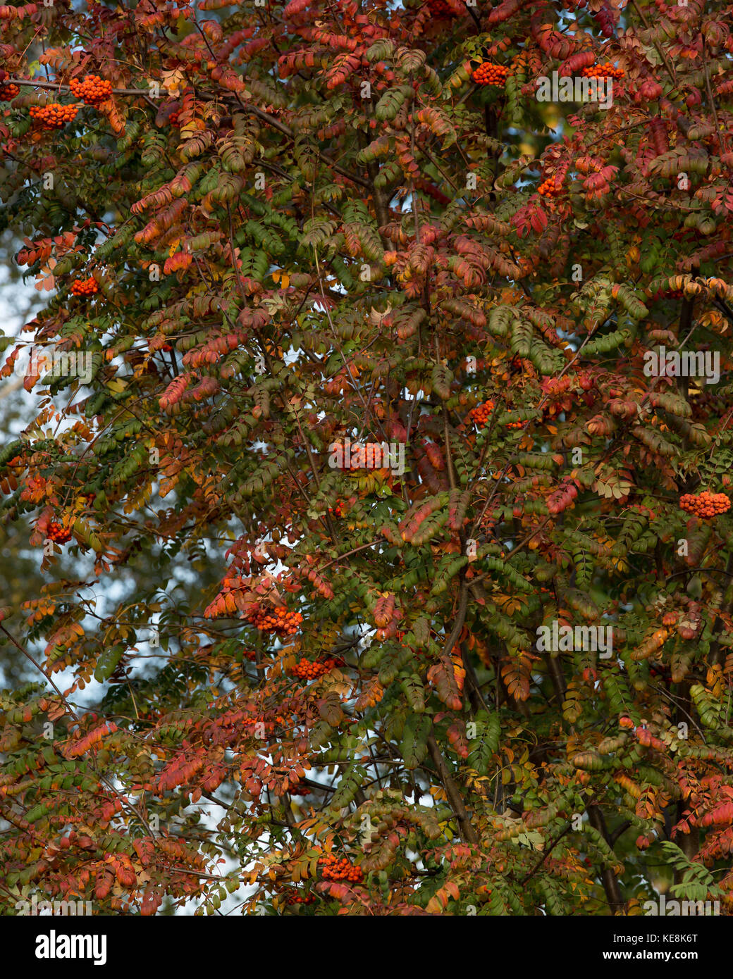 Mountain ash leaves and clusters of riped berries in autumn. Close-up ...