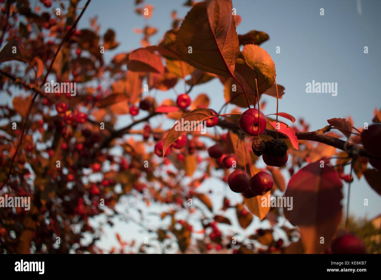 Crab apple tree branch with ripe fruit closeup hi-res stock photography ...