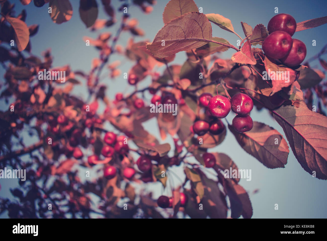 Little Red Apples On A Tree, Beautiful Photo Stock Photo - Alamy