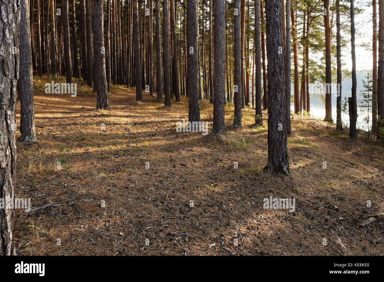 Indian pine forest hi-res stock photography and images - Alamy
