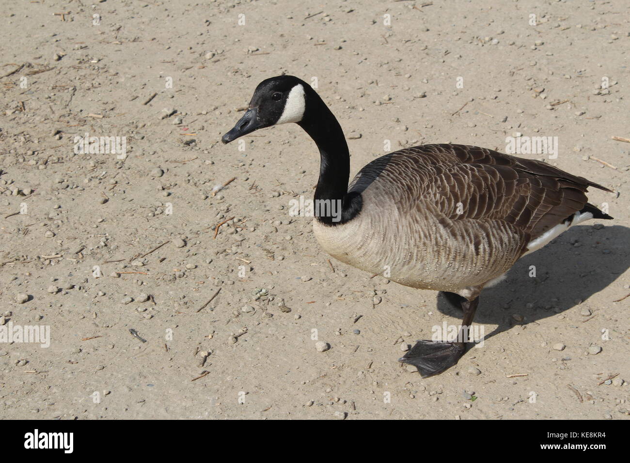 Large native goose species hi-res stock photography and images - Alamy