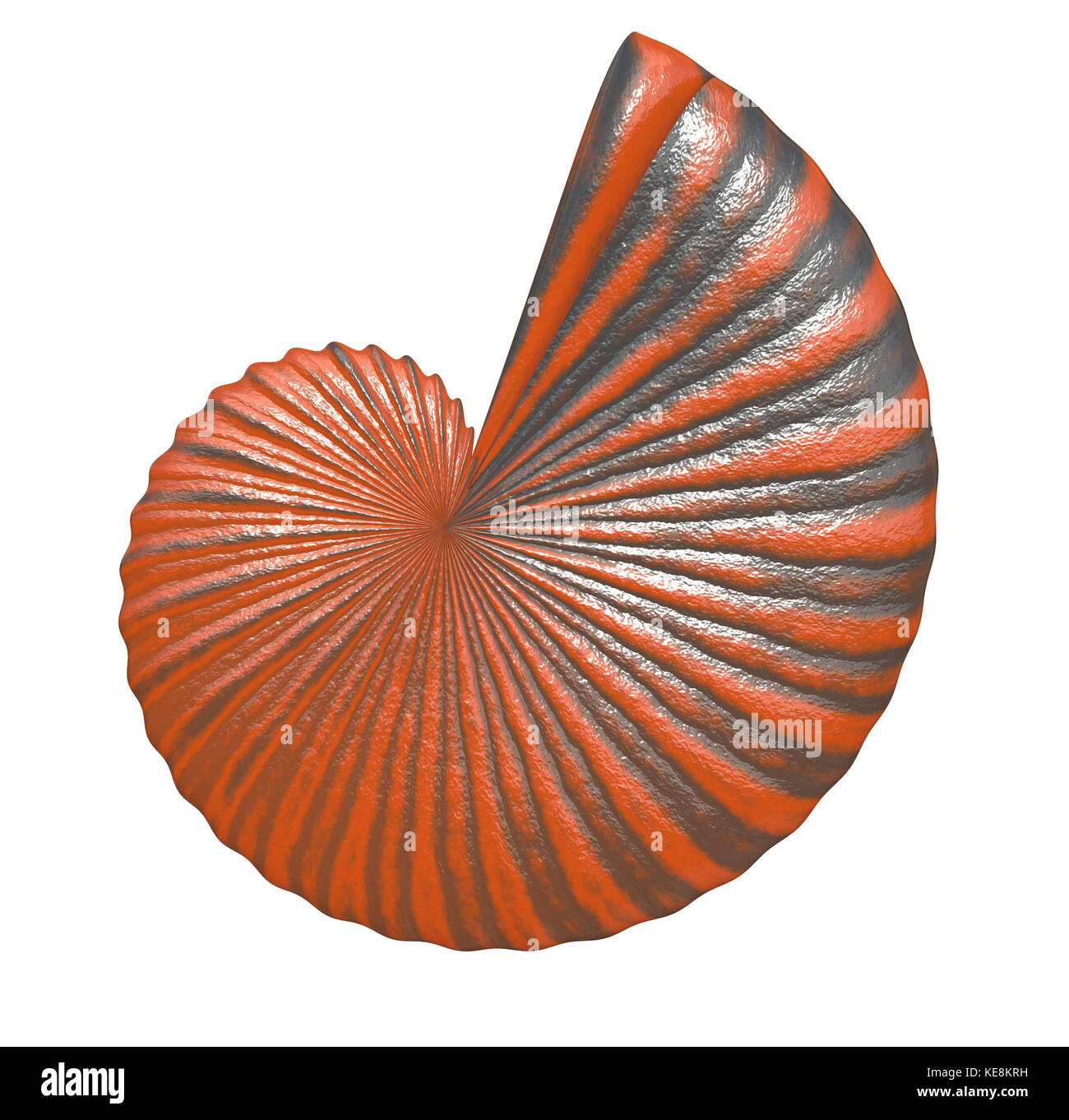 Ancient shell hi-res stock photography and images - Alamy